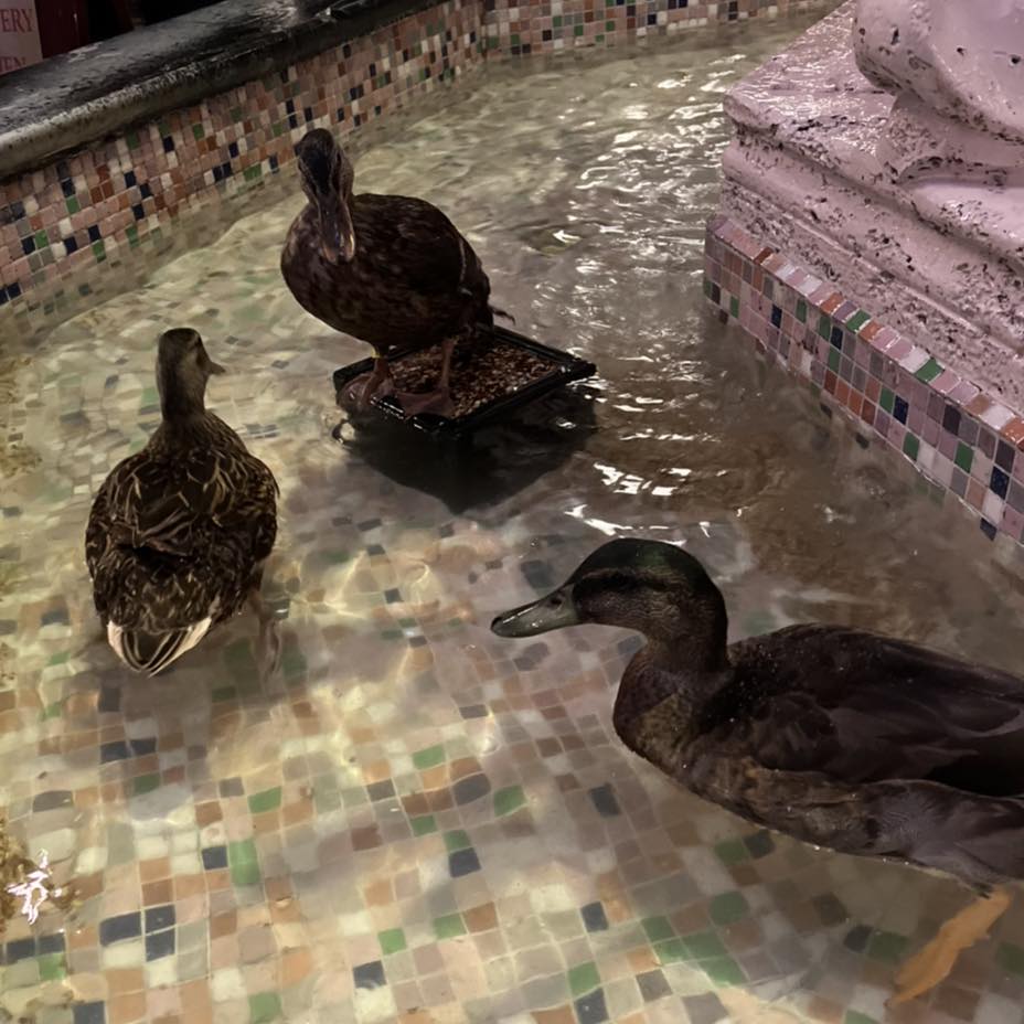 March of Peabody Ducks a Timeless Memphis Tradition – Van Nuys News Press