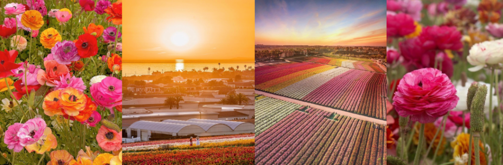 The Flower Fields At Carlsbad Ranch Prepares To “Spring Into Color ...