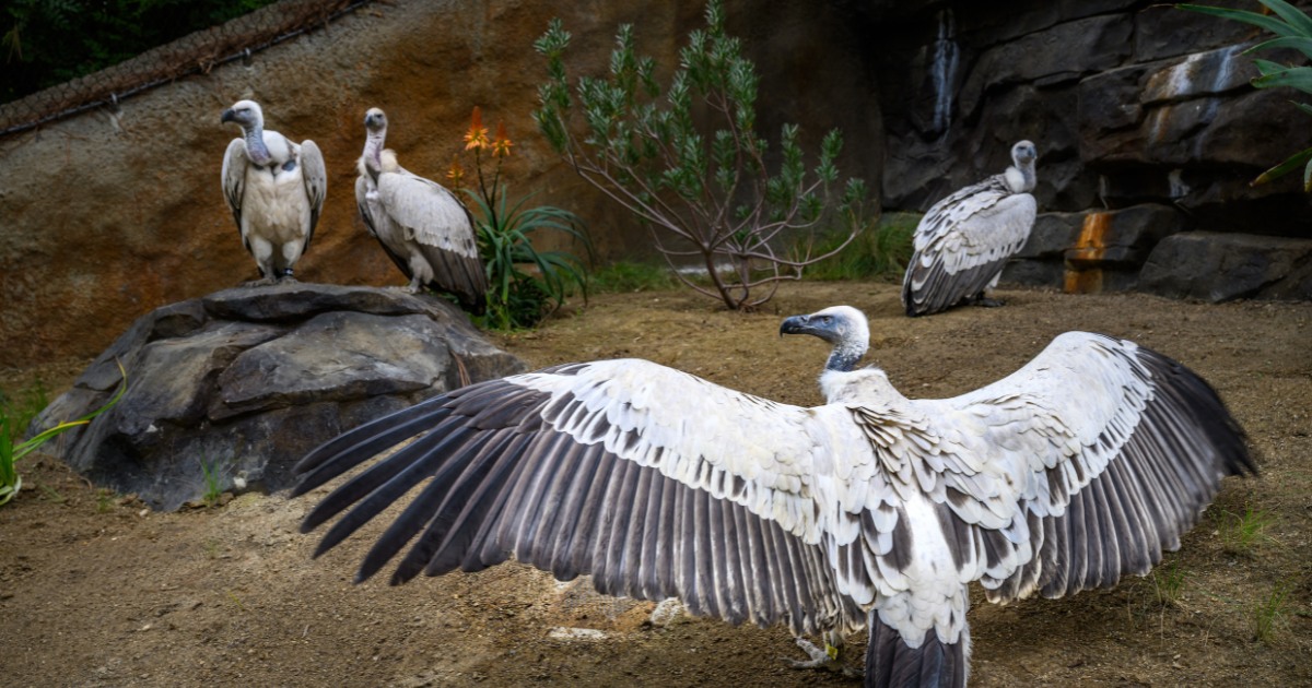 The Los Angeles Zoo Welcomes 10 Healthy California Condor Chicks In ...