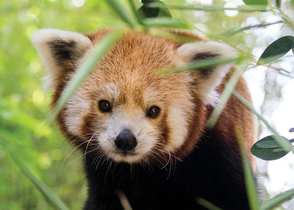 Philadelphia Zoo Partners with Nickelodeon and Paramount+ to Bring Dora ...