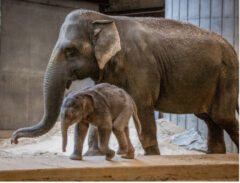 EleFest Celebrates Elephants, Culture and Conservation at Smithsonian’s ...